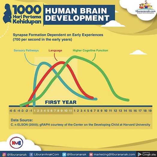 Liburan Anak - Human Brain Development